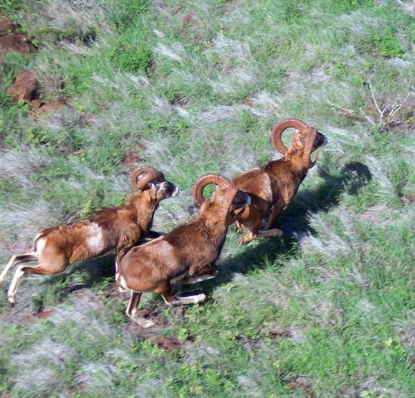 Mouflon sheep control hunt to be held on Lanai | News, Sports, Jobs ...